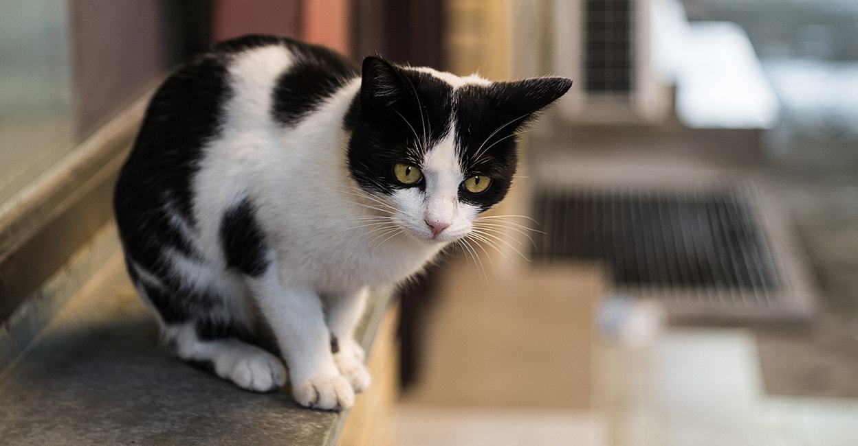 വീട്ടിലേക്കു പൂച്ച വന്നുകയറുന്നത് ഭാഗ്യമോ? ഫലങ്ങൾ ഇങ്ങനെ ...