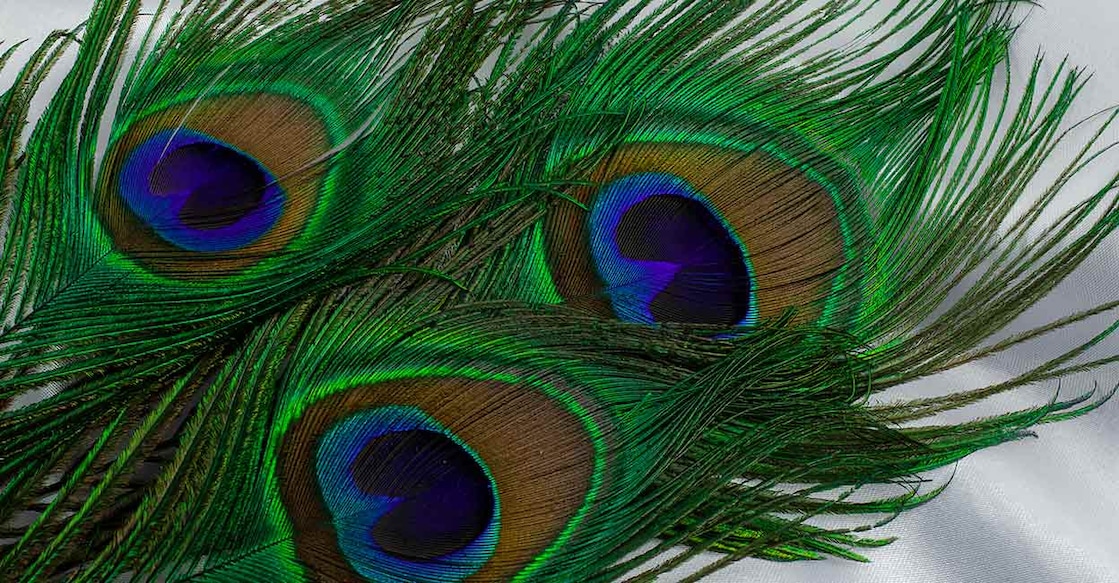 ഐശ്വര്യവും ഭാഗ്യവും വർധിക്കാൻ വീടുകളിൽ മയിൽപ്പീലി ഇങ്ങനെ സൂക്ഷിക്കാം ...