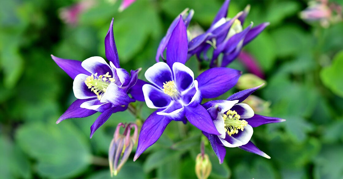 1199 ധനുമാസം നിങ്ങൾക്കെങ്ങനെ? നേട്ടങ്ങൾ ഈ നാളുകാർക്ക്, സമ്പൂർണ മാസഫലം ...