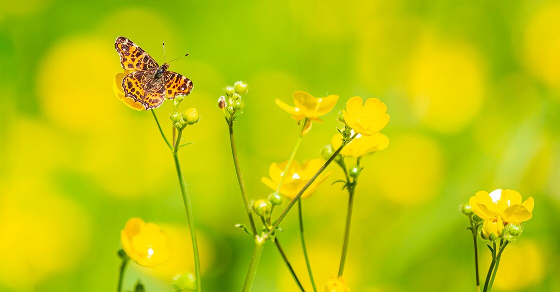ധനനേട്ടം, കർമരംഗത്ത് ഉയർച്ച ; അനുകൂലഫലങ്ങൾ 4 കൂറുകാർക്ക് - Weekly ...