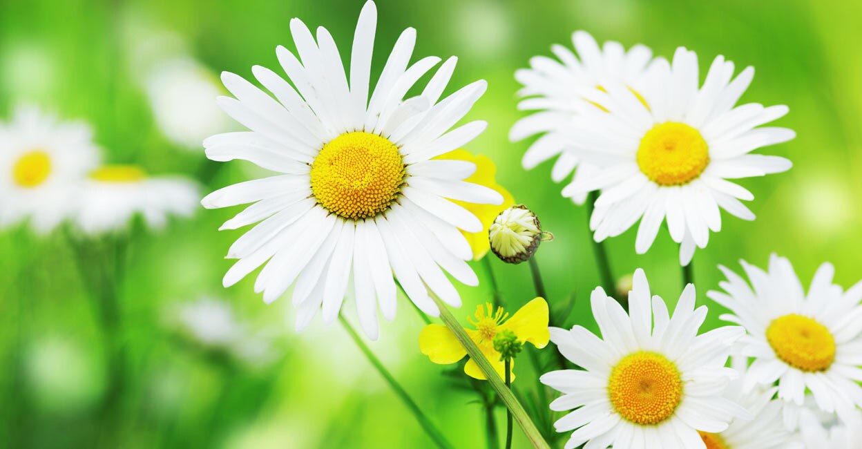 മാർച്ച് മാസം നിങ്ങൾക്കെങ്ങനെ? നേട്ടങ്ങൾ ഈ നക്ഷത്രക്കാർക്ക് – March ...