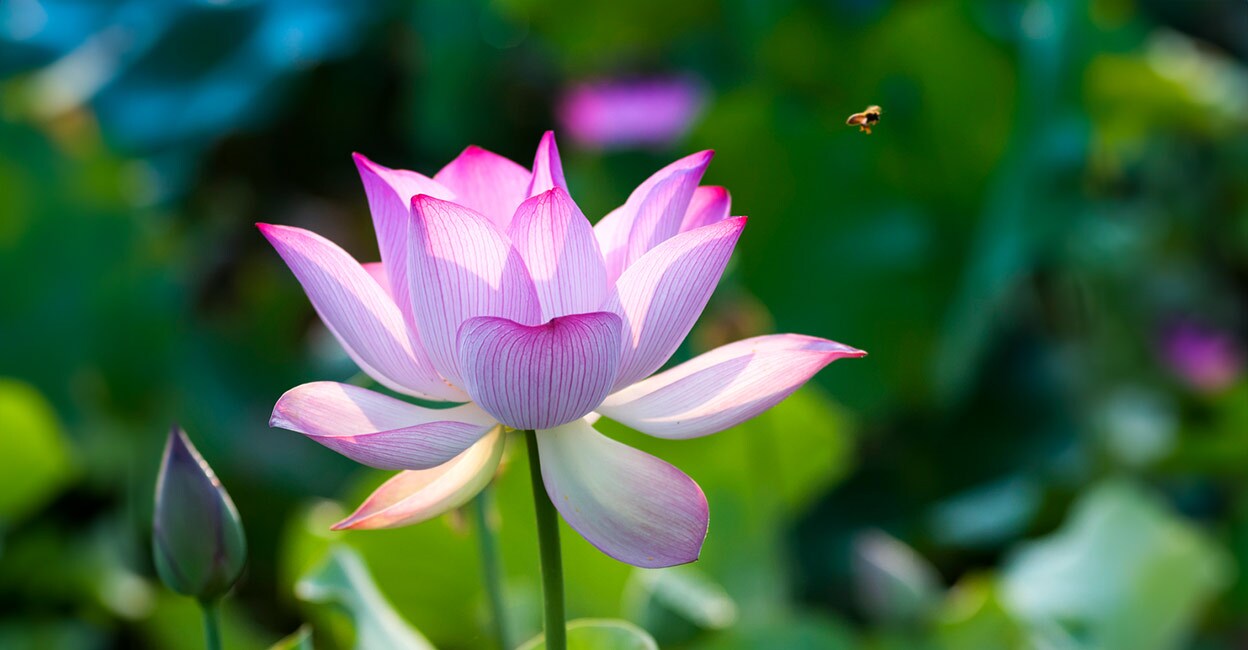 അപ്രതീക്ഷിത നേട്ടങ്ങൾ ഈ കൂറുകാർക്ക് ; സമ്പൂർണ വാരഫലം | Weekly Star ...