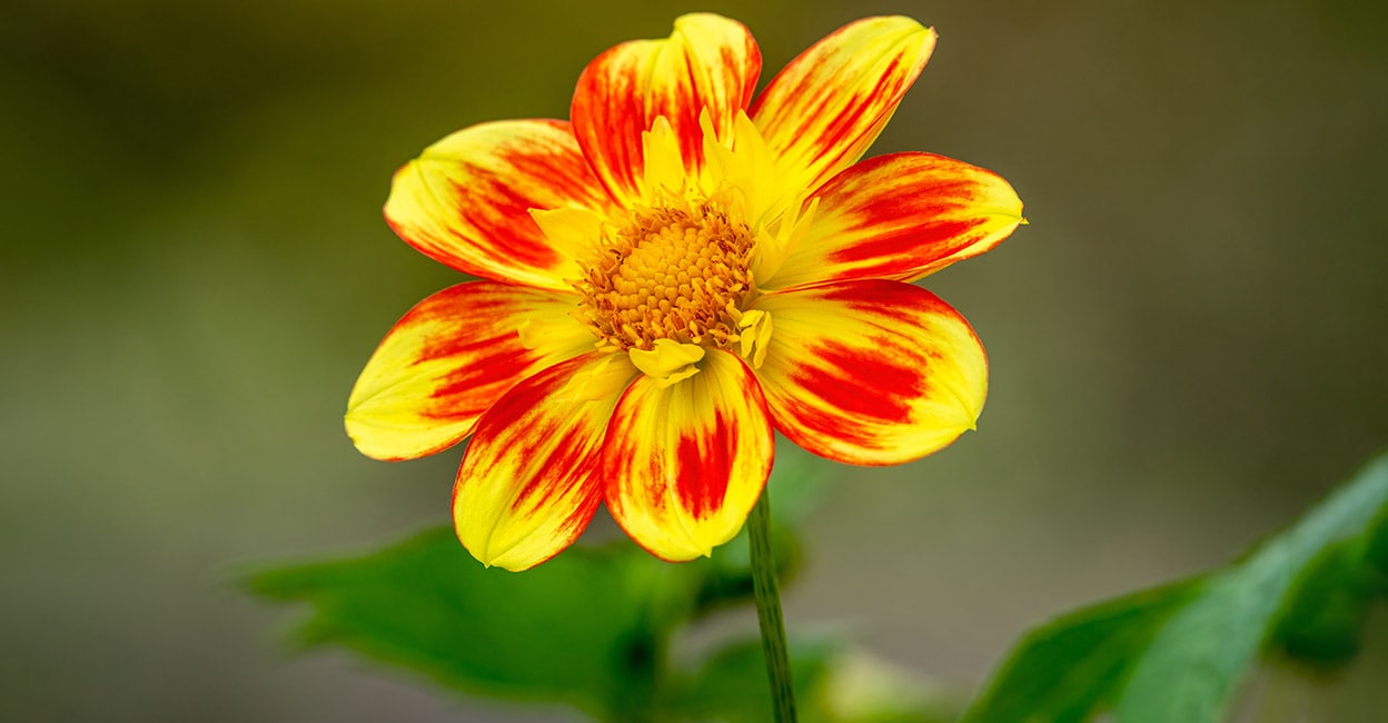 ഈ ആഴ്ച ഓരോ നക്ഷത്രക്കാർക്കും എങ്ങനെ? കാണിപ്പയ്യൂർ | Weekly Star ...