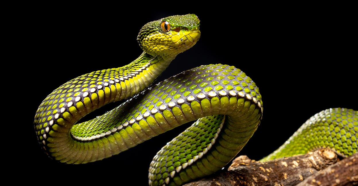 World Snake Day 2023 : Role of Snakes Facts, Conservation Ecosystem ...