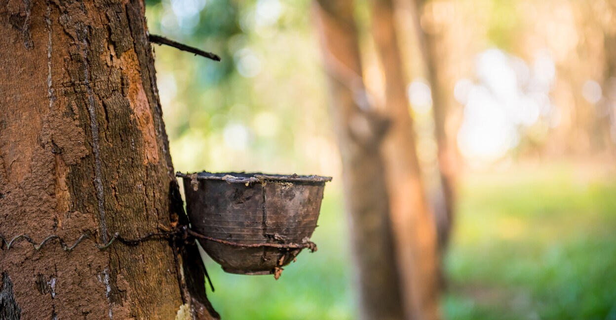 കുരുമുളകിന് ഇറക്കുമതി ഷോക്ക്; റബർവില കൂടുന്നു, റെക്കോർഡ് തകർത്ത് ...