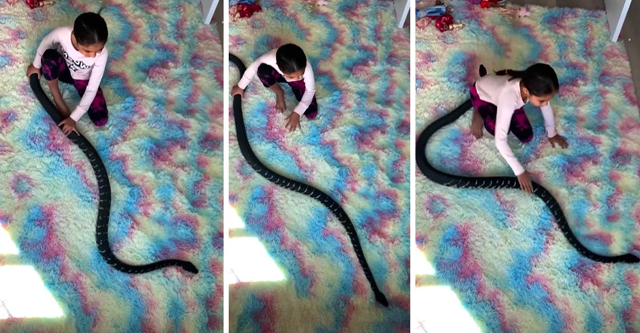 ഇതെന്റെ കൂട്ടുകാരൻ, ഭീമൻ പെരുമ്പാമ്പിനൊപ്പം കളിച്ച് പെൺകുട്ടി– വിഡിയോ ...