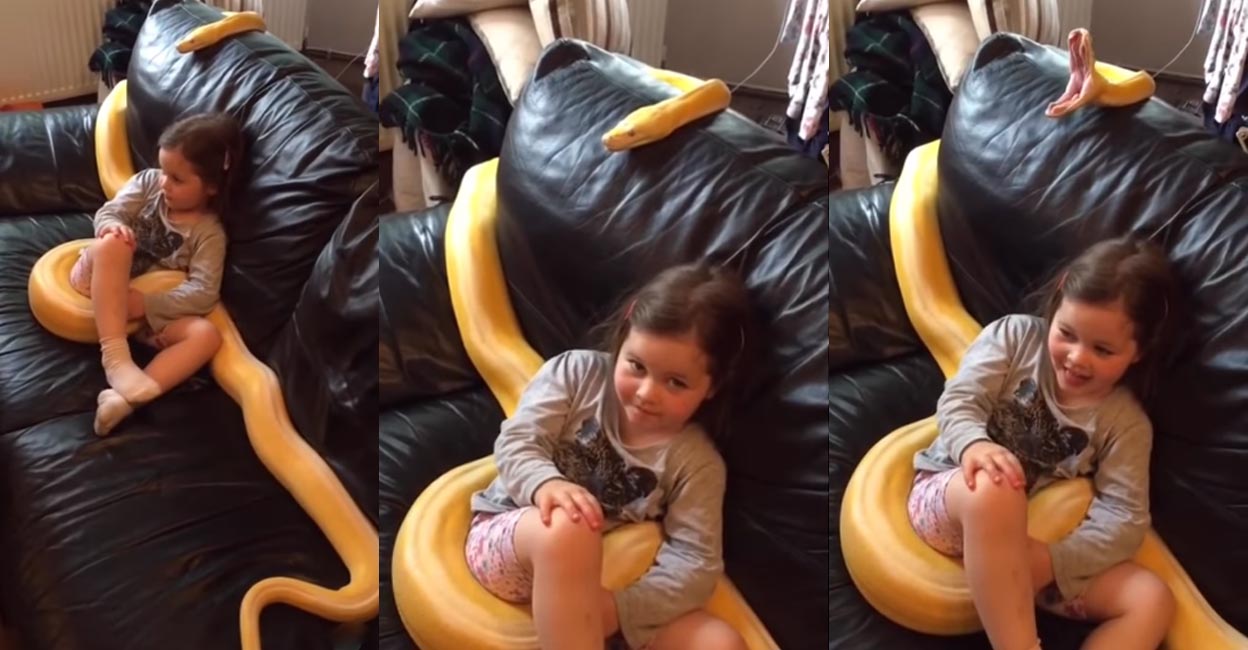 നാല് വയസ്സുകാരിയുടെ ‘പെറ്റാ’യി 12 അടി നീളമുള്ള പെരുമ്പാമ്പ് ...