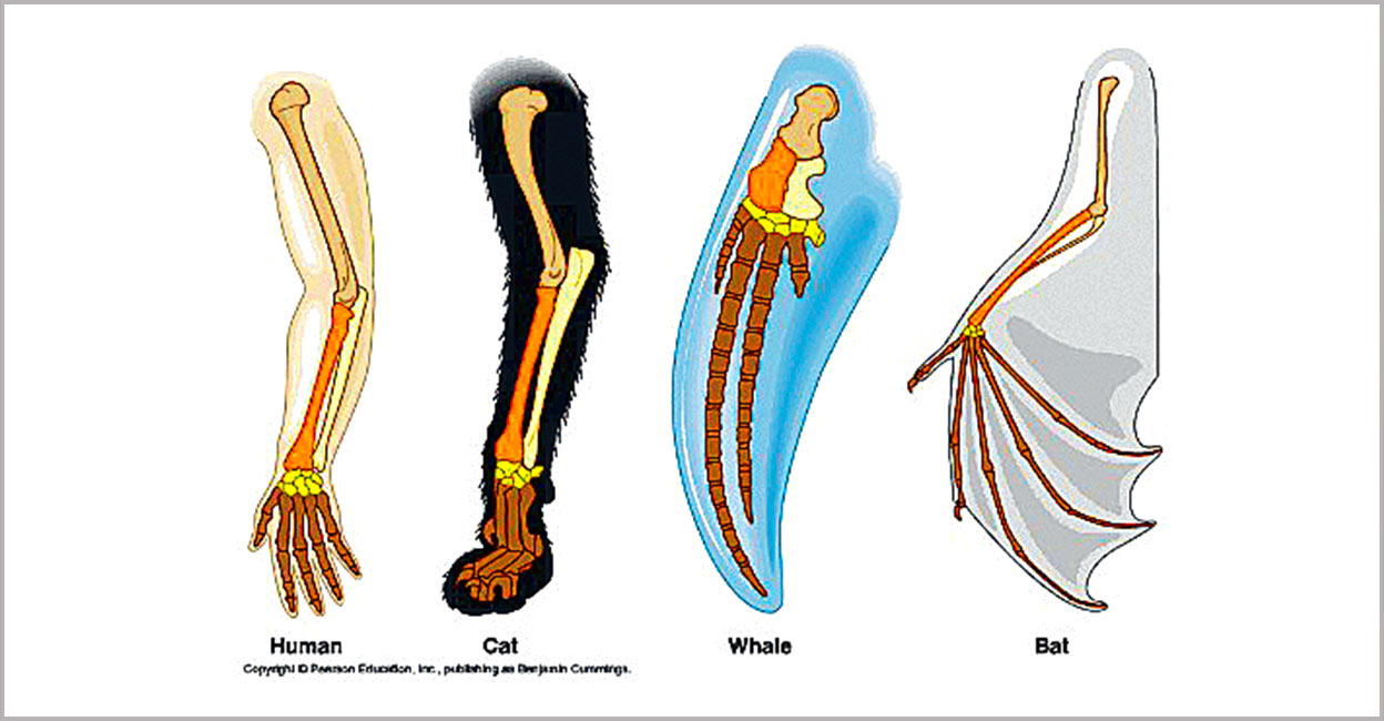 ഇതാ പരിണാമം, തെളിവുസഹിതം ! | evolution | interesting facts | Child ...