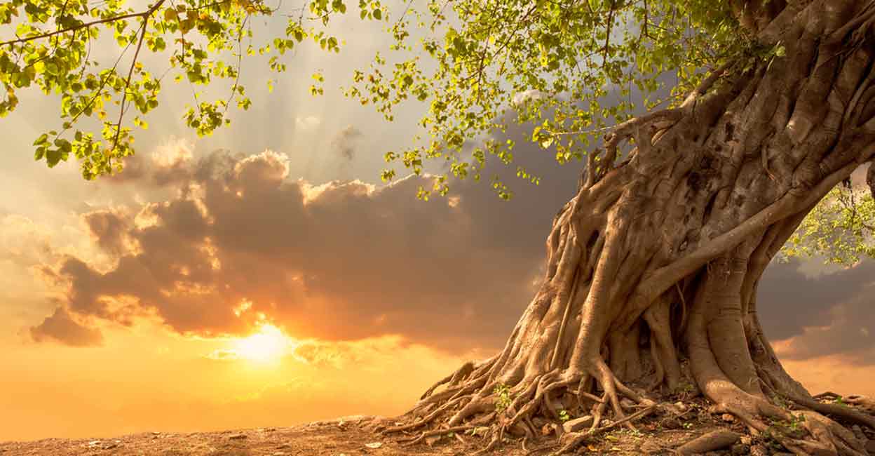 ചതുരത്തിലുള്ള മരം ഉണ്ടോ..? എന്തുകൊണ്ടാണ് അവ മുകളിലേക്ക് വളരുന്നത് ...