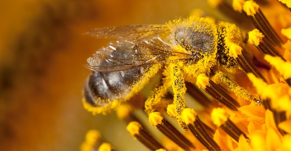 പോഷണത്തിനും പൂമ്പൊടി; ചുമ്മാ പൊടിയല്ല പൂമ്പൊടി! - Pollen nutrition ...