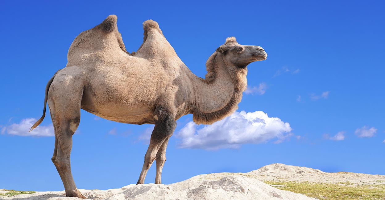 മൂന്ന് അറകളുള്ള ആമാശയം, പൂർവികർക്ക് മുയലിനോളം വലുപ്പം മാത്രം ...