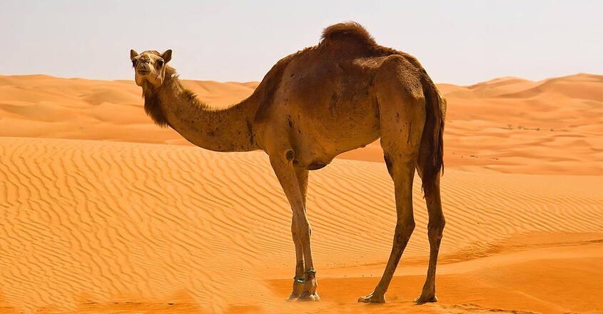 മൂന്ന് അറകളുള്ള ആമാശയം, പൂർവികർക്ക് മുയലിനോളം വലുപ്പം മാത്രം ...