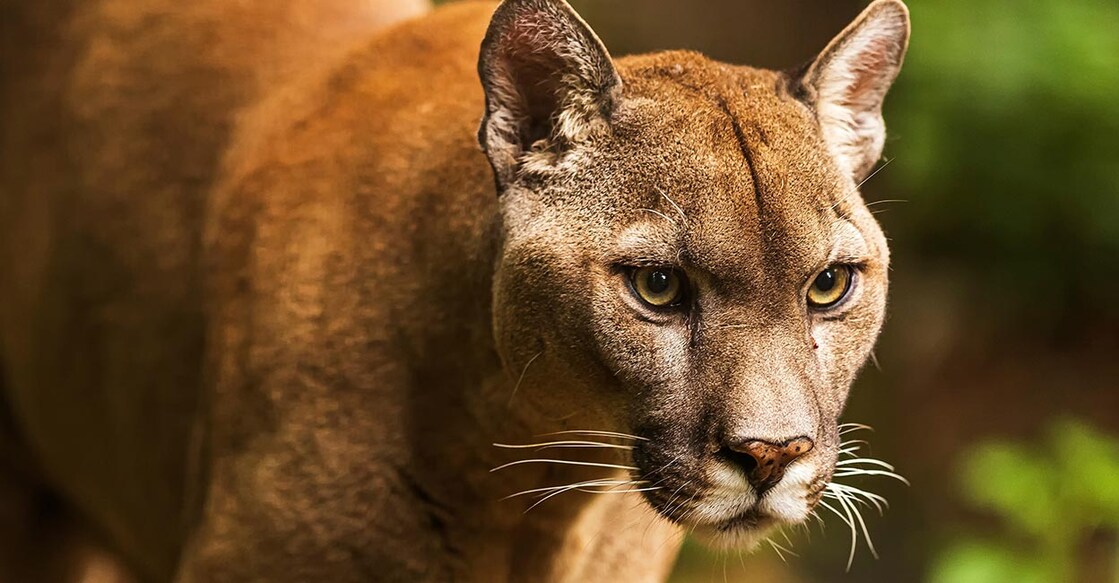 അമേരിക്കൻ വൻകരകളെ വിറപ്പിക്കുന്ന ഭീകരൻ - cougar attacks | mountain lion ...