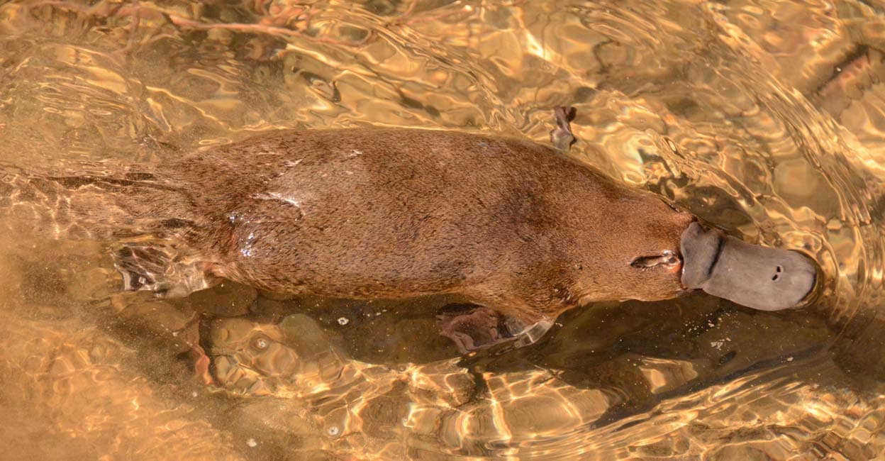 കുട്ടിയുണ്ടായെന്ന് അഭിനയിച്ച് മൃഗശാലക്കാരെ പറ്റിച്ച ജീവി; ഇരട്ടി ഭക്ഷണം ...