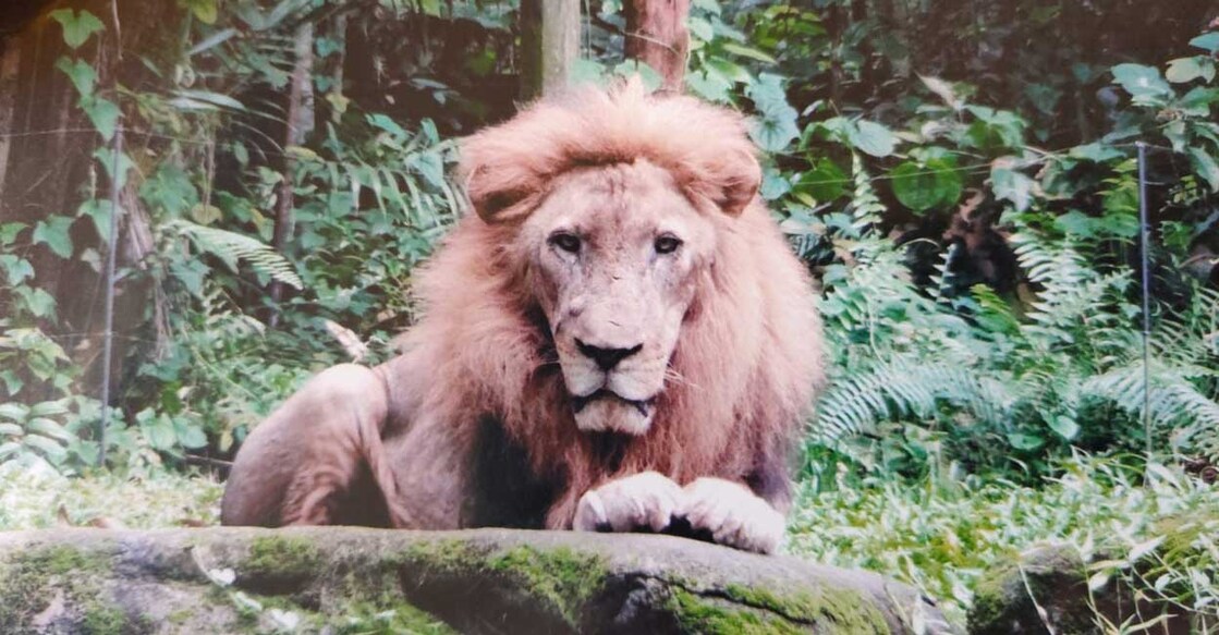 സിംഗപ്പൂരിനുണ്ട് സ്വന്തമായി ഒരു ലയൺകിങ്: മൃഗശാലയിലെ മുഫാസയും പുത്ര ...
