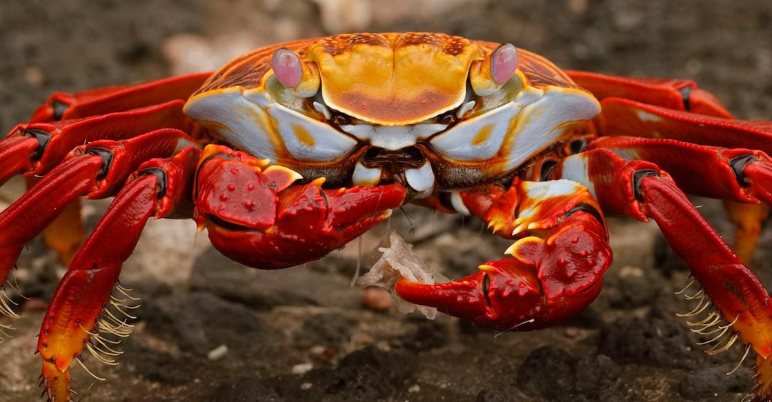 ഞണ്ടുകളെ പേടിയാണോ? നിങ്ങൾക്ക് ‘കബൂറോഫോബിയ’ ഉണ്ടാകാം - Kabourophobia ...