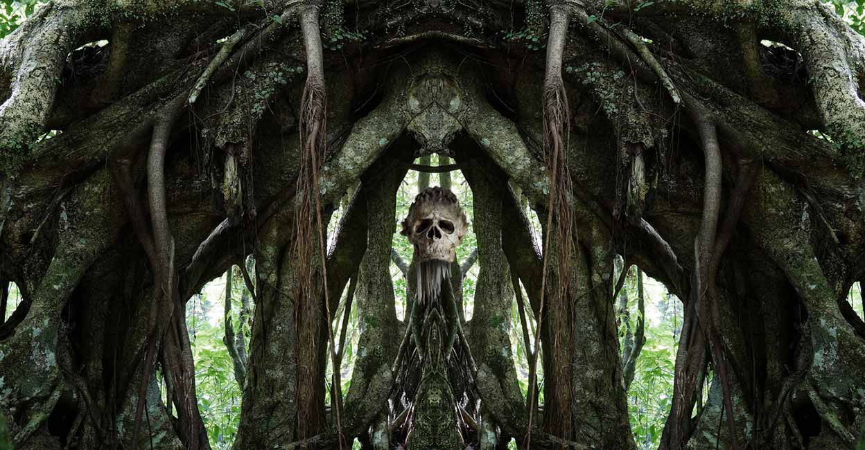 മനുഷ്യരെ അകത്താക്കുന്ന നരഭോജി വൃക്ഷങ്ങളുണ്ടോ? അമേരിക്കയെ ...