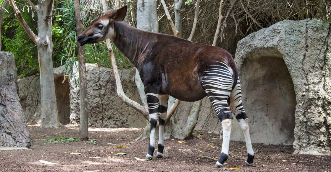 കോംഗോയിൽ മറഞ്ഞിരുന്ന ദേശീയമൃഗം! ഡ്രാഗണെ ദേശീയമൃഗമാക്കിയ ചൈന - National ...
