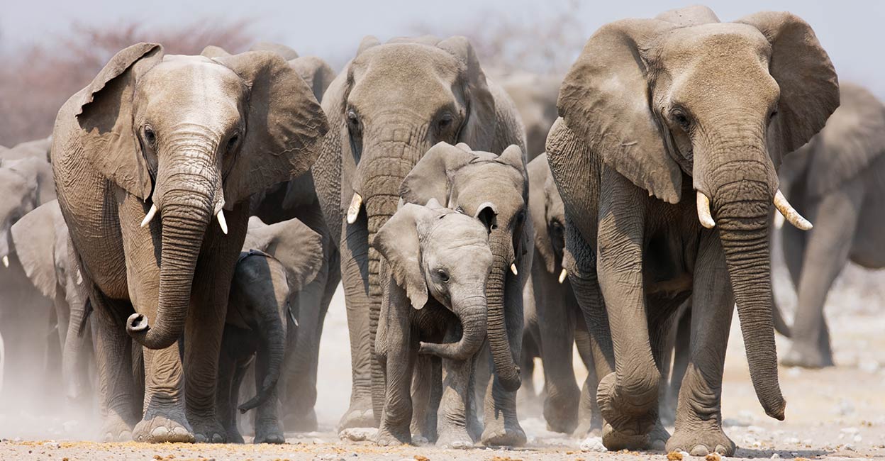 ഏബ്രഹാം ലിങ്കൺ കാരണമാണ്! അല്ലെങ്കിൽ അമേരിക്ക ആനകളെക്കൊണ്ട് നിറഞ്ഞേനേ ...