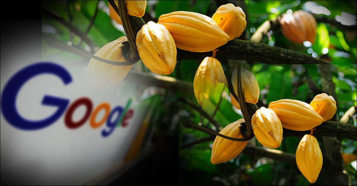 ഗൂഗിൾ വഴി വന്ന സൗഭാഗ്യം; മണിമലയിലെ കൊക്കോ യുഎസിലേക്ക്