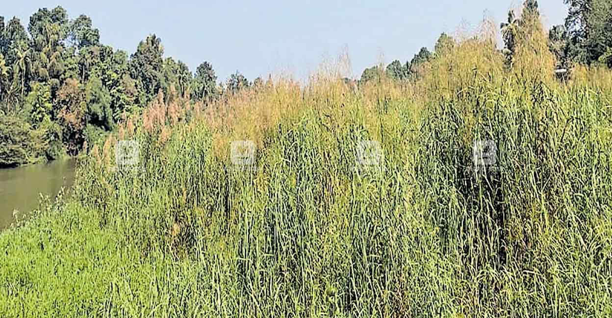 പമ്പാതീരം കാടുകയറി; പാഴ്സസ്യങ്ങളും വിഷപാമ്പുശല്യവും ജനജീവിതത്തിനു ഭീഷണി