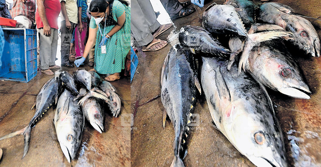 പിടയ്ക്കണ മീനായിരുന്നു 3 മാസം മുൻപ്; അലകടലിൽ നിന്ന് അടുക്കളയിലേക്ക് ...