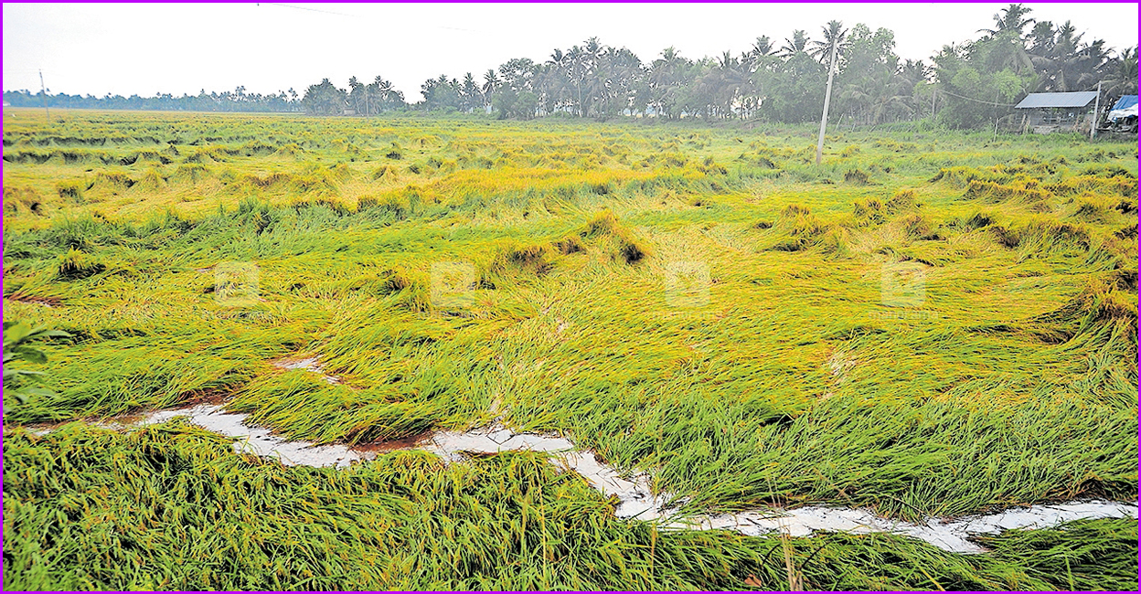 വെല്ലുവിളിയായി വേനൽമഴയും കാറ്റും; ആശങ്കയുടെ പാടത്ത്...