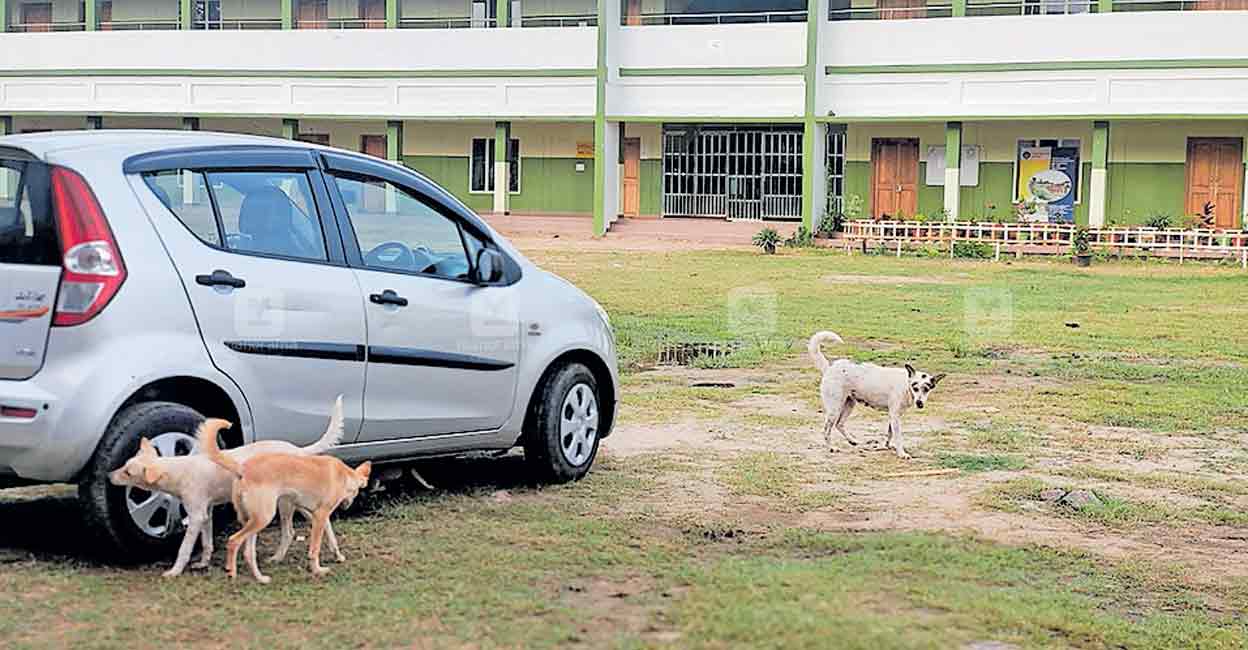 സ്കൂളുകൾ തുറന്നു; കൊച്ചുകുട്ടികൾക്കു ഭീഷണിയായി തെരുവുനായ്ക്ക ...