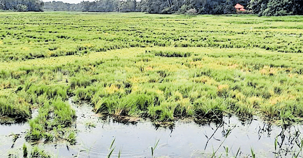 കൊയ്യാതെ കിടന്ന നെല്ല് കിളിർത്തുണ്ടായ ഞാർ അടുത്ത കൃഷിക്ക് ഉപയോഗിക്കാൻ കർഷകർ
