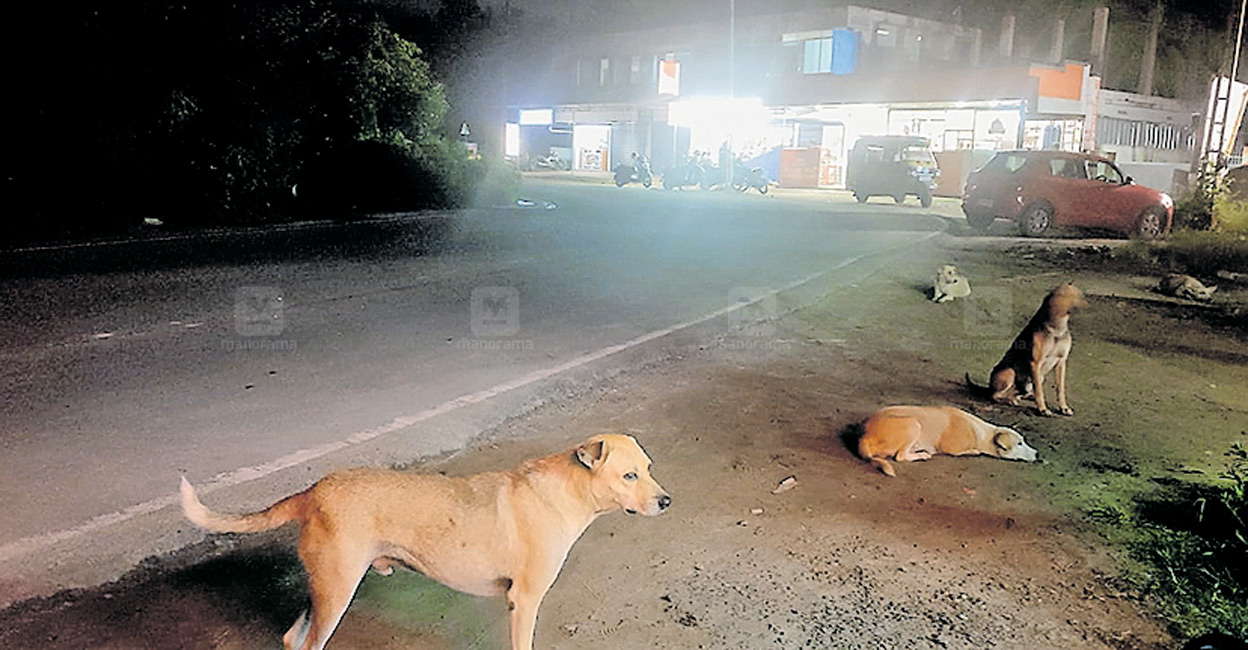 റോഡിലെ വളവിൽ തെരുവ് നായ ശല്യം രൂക്ഷം | Stray Dog Rescue Kerala | Stray ...