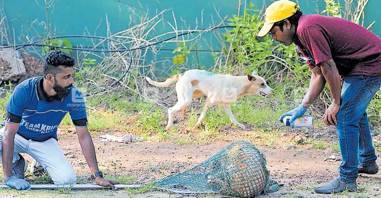 നായ്ക്കൾക്ക് വാക്സിനേഷൻ തുടരുന്നു; ലൈസൻസില്ലാതെ വളർത്തിയാൽ പിഴ ഈടാക്കാ ...