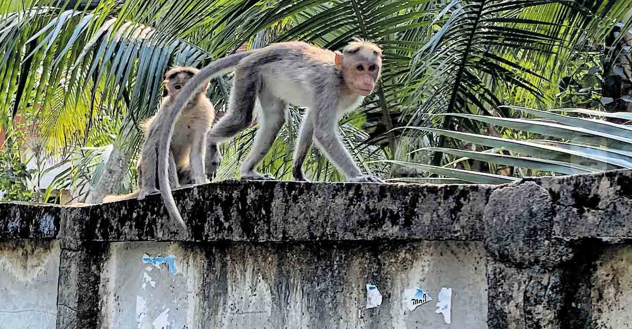 ബുധനൂർ പഞ്ചായത്തിൽ വാനരന്മാരുടെ വിളയാട്ടം