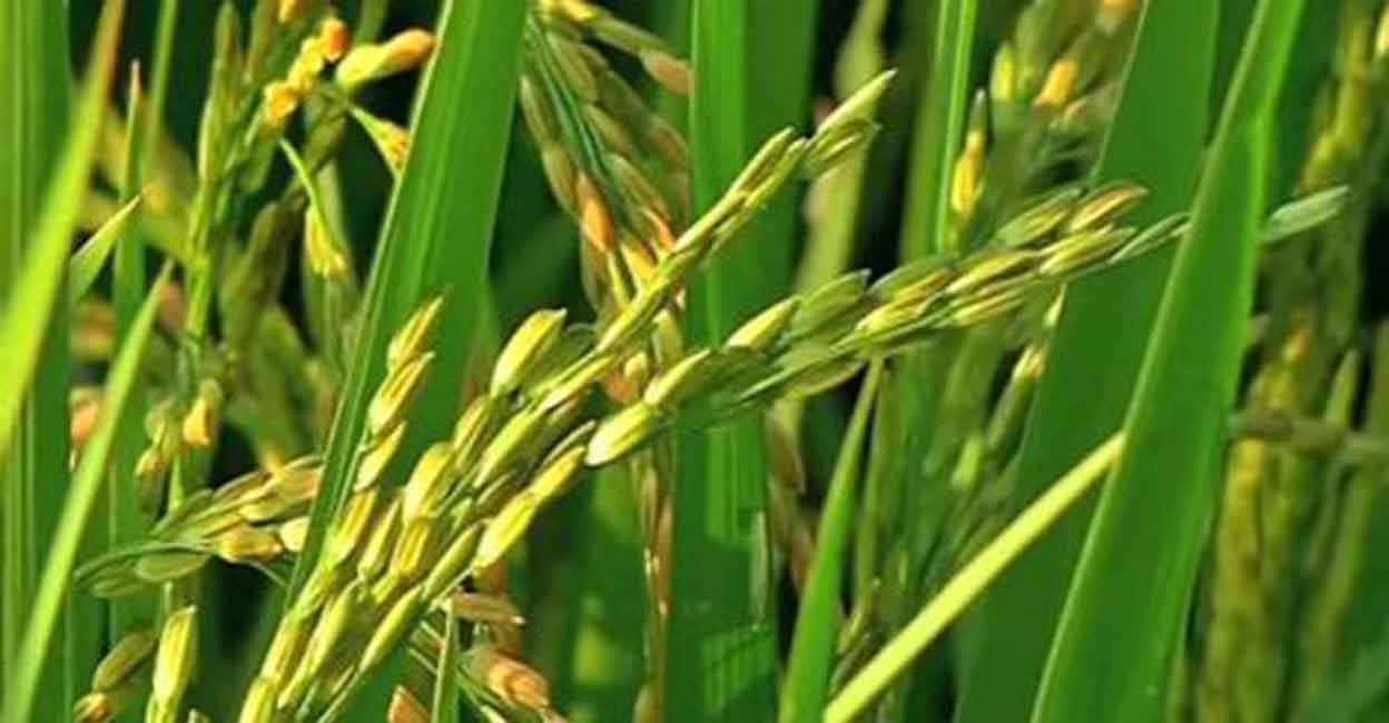 കേന്ദ്രം നെല്ലിന്റെ താങ്ങുവില കൂട്ടി; കേരളത്തിൽ ഉറപ്പില്ല - Government ...