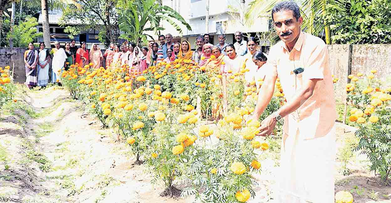ഓണ വിപണിയിലേക്ക് പൂക്കൾ തയാർ