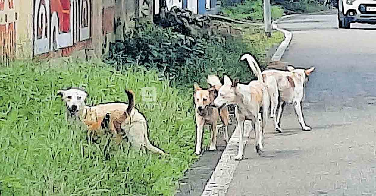 തെരുവുനായ ശല്യത്തിൽ വീർപ്പുമുട്ടി മാന്നാർ | Stray Dog Rescue Kerala ...