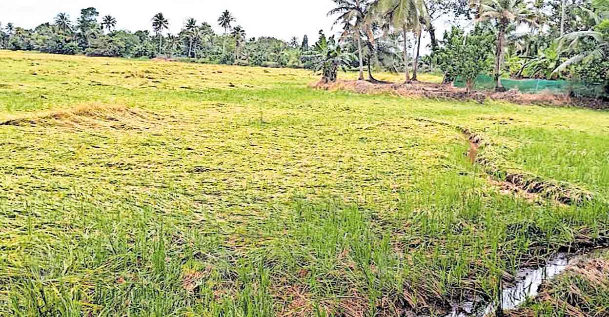 കനത്ത മഴയിൽ നെൽച്ചെടികൾ വീണു; ആശങ്കയിൽ കർഷകർ | Kuttanad | kerala ...