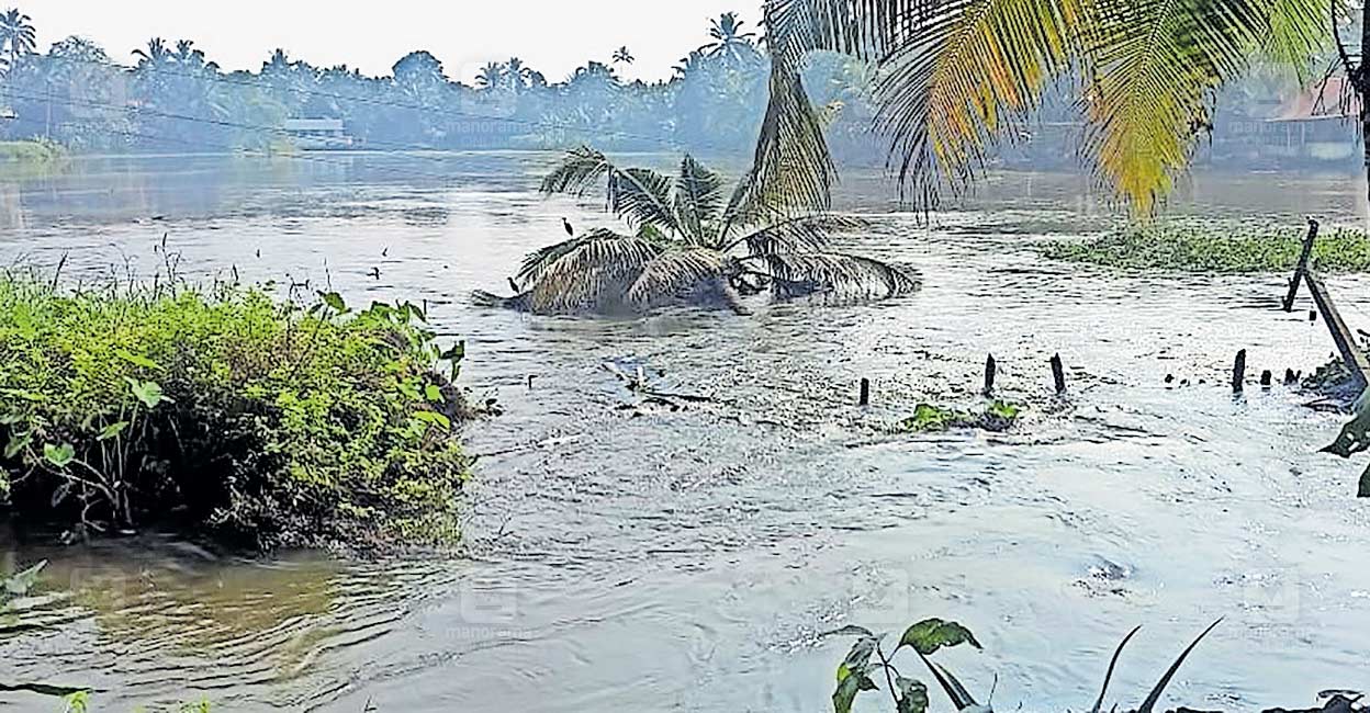 മങ്കുഴി വടക്ക് പാടശേഖരത്ത് മട വീണു | Edathua | landslide | paddy fields ...