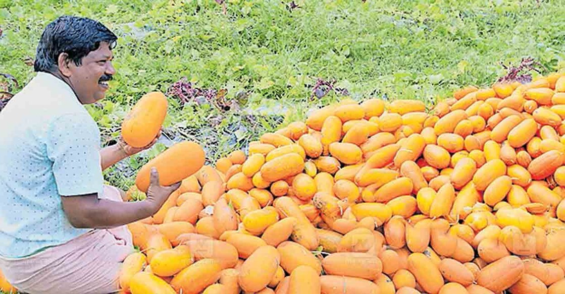 വിഷു: കണിവെള്ളരി വിളവെടുത്ത് കർഷകർ