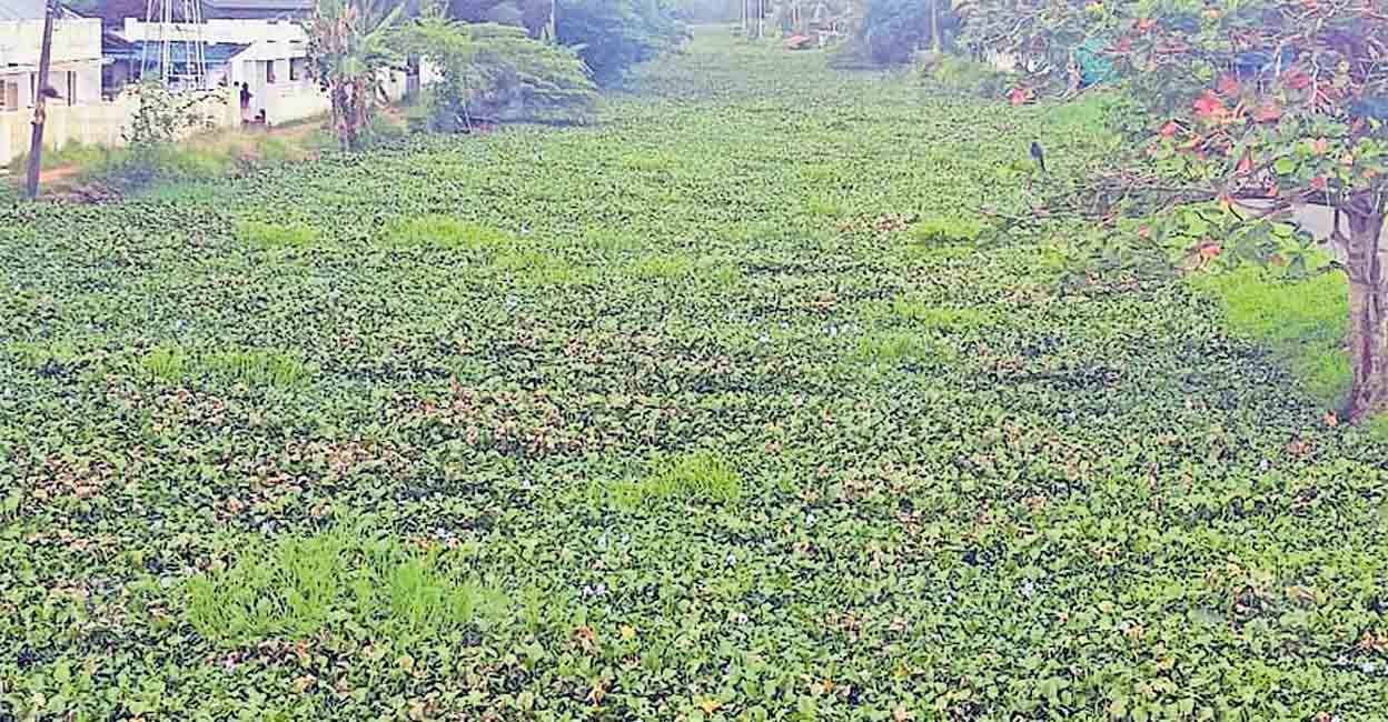 തിങ്ങിനിറഞ്ഞു പോള; ഏറെ ദുരിതം എറണാകുളത്തേക്കു നിത്യേന ജോലിക്കു പോകുന്നവ ...