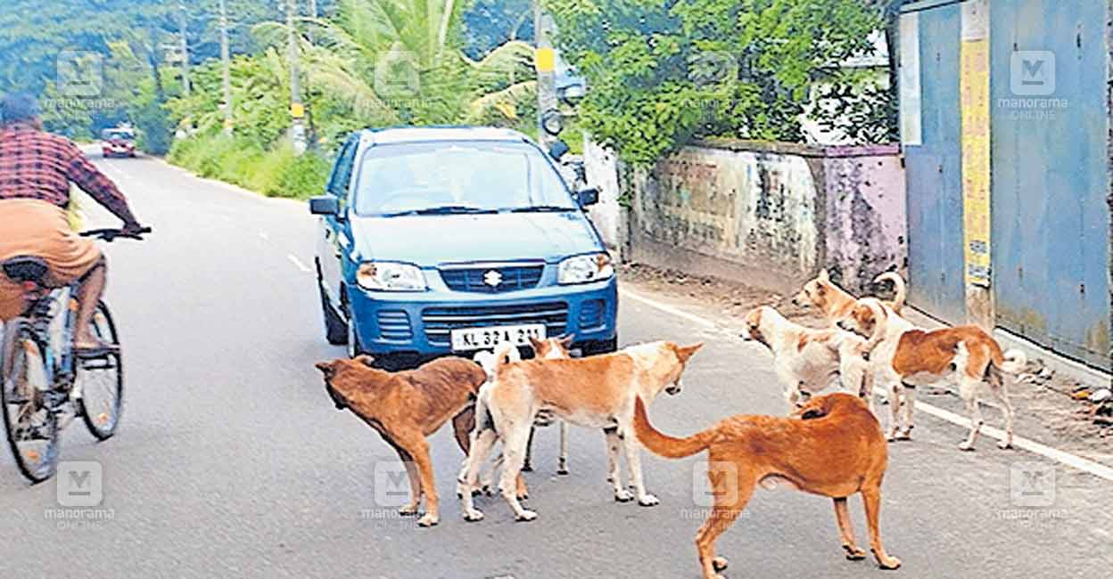 തെരുവുനായ ശല്യം രൂക്ഷം; സഹികെട്ട് യാത്രികർ | stray dogs | traffic ...