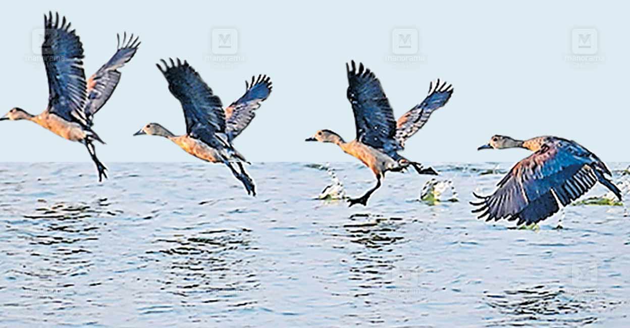 നീർപ്പക്ഷികളുടെ എണ്ണം വൻകുറവെന്ന് സർവേ റിപ്പോർട്ട് | Alappuzha ...