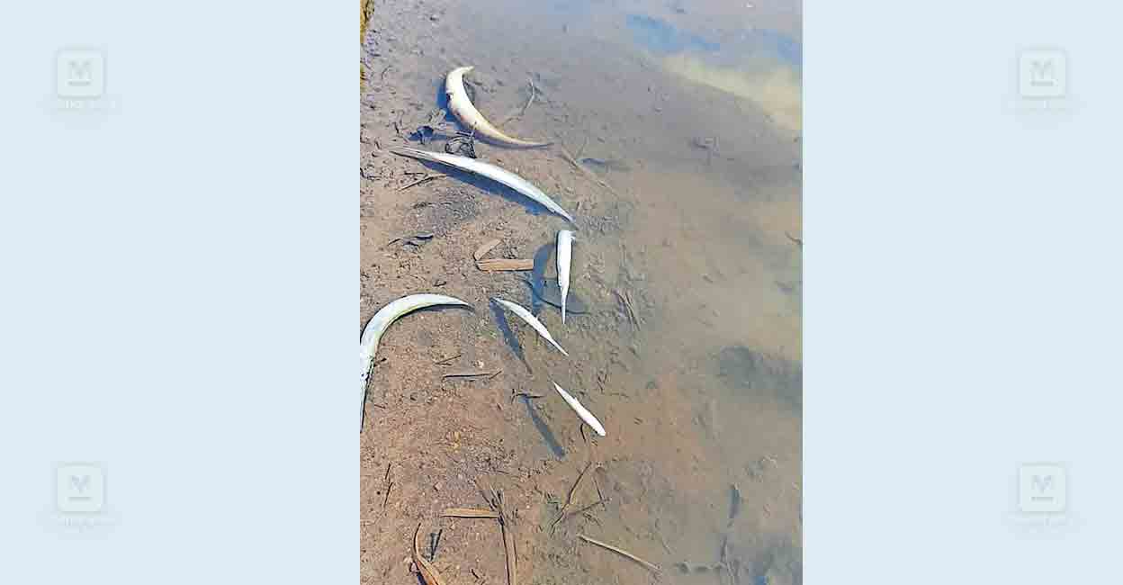 നെഞ്ചത്താണല്ലോ ചേട്ടാ നഞ്ച് കലക്കിയത്!; മീനുകൾ ചത്തുപൊങ്ങി | Chengannur ...