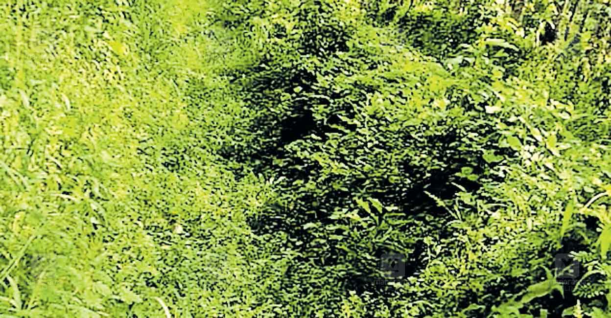 മാലിന്യവും കാടും; നശിച്ച് ഓണാട്ടുകരയിലെ കനാലുകൾ | Onattukara canals ...