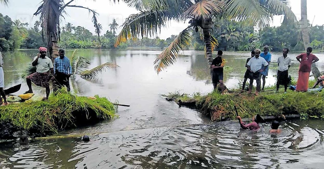 കുട്ടനാട്ടിൽ വീണ്ടും മടവീഴ്ച ; നശിച്ചത് 30 ഏക്കർ സ്ഥലത്തെ കൃഷി ...