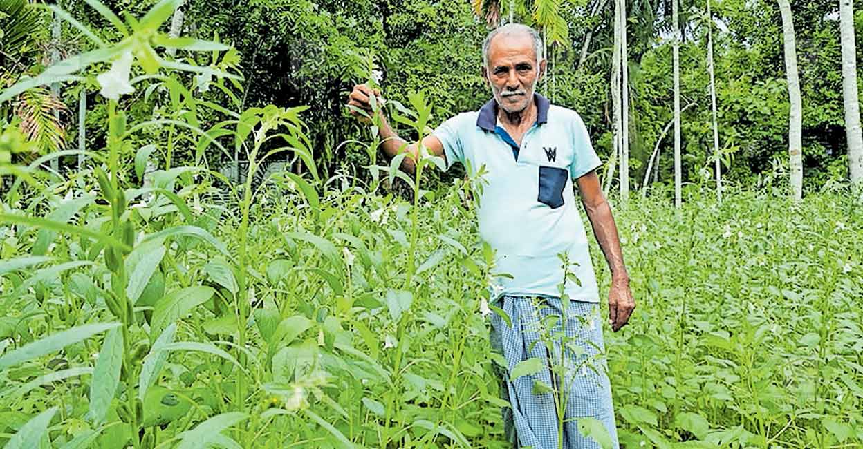 ഓണാട്ടുകരയുടെ തില‘താരം’; എള്ളെണ്ണ വിദേശത്തേക്ക് കയറ്റുമതി ചെയ്യാൻ ധാരണ ...
