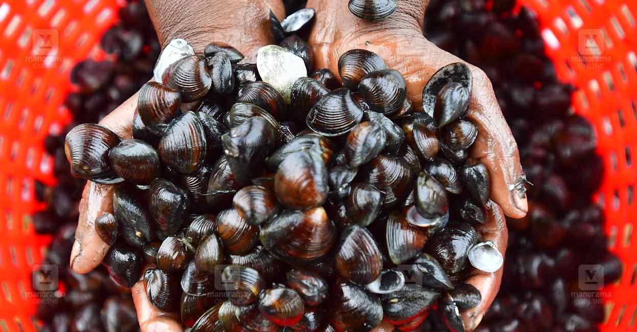 കായൽ മലിനീകരണം രൂക്ഷം: കക്കാ വാരുന്ന ആയിരത്തിലേറെ തൊഴിലാളി കുടുംബങ്ങ ...