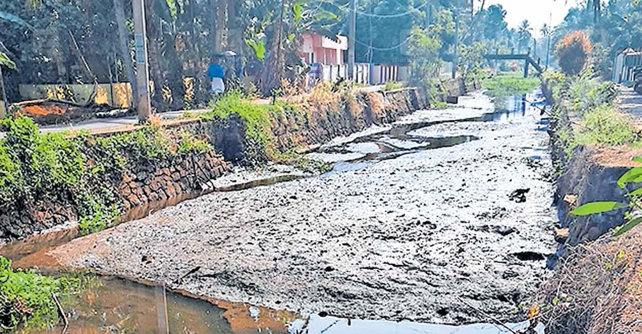 വറ്റി വരണ്ട് കോച്ചേരി തോട്; നാശത്തിന്റെ വക്കിൽ നെൽക്കൃഷി | Kuttanad ...