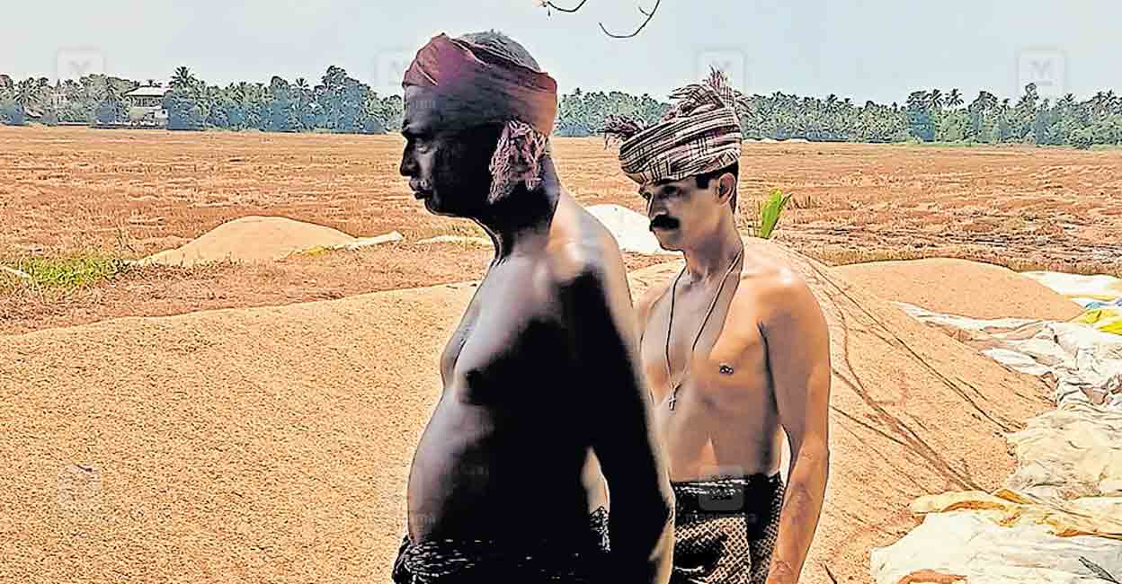 നെല്ല് സംഭരണം ഉറപ്പുകൾ പാലിക്കപ്പെടുന്നില്ല: കൊയ്തു കൂട്ടിയ നെല്ലുമായി ...