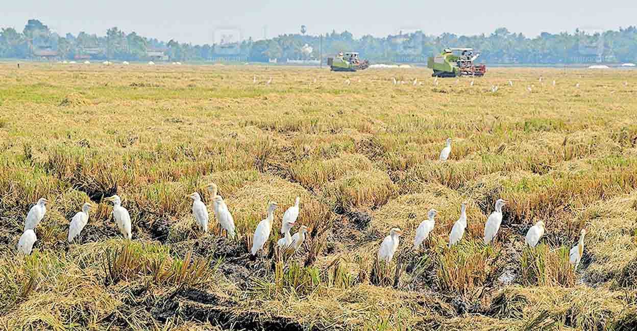 കൊയ്ത്തു കഴിഞ്ഞു കിടക്കുന്ന പാടശേഖരങ്ങൾ കണ്ടു യാത്ര പോകാം; കുട്ടനാട ...