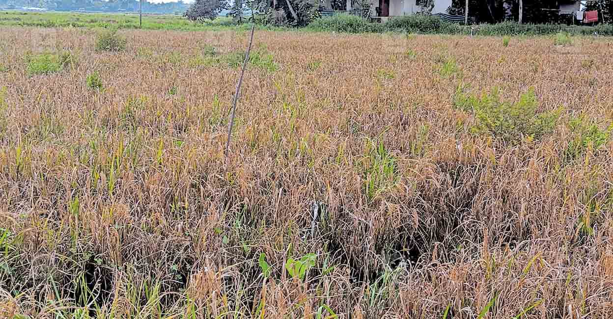 നെൽക്കൃഷി വിളവ് കുറഞ്ഞു, കർഷകർ കടക്കെണിയിൽ; അന്നദാതാക്കൾ കരയുകയാണ് | Pallippadt paddy farmers ...